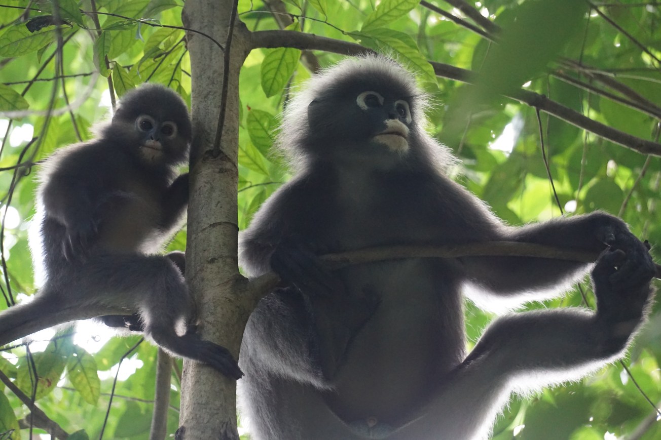 Langur Project Penang (LPP)