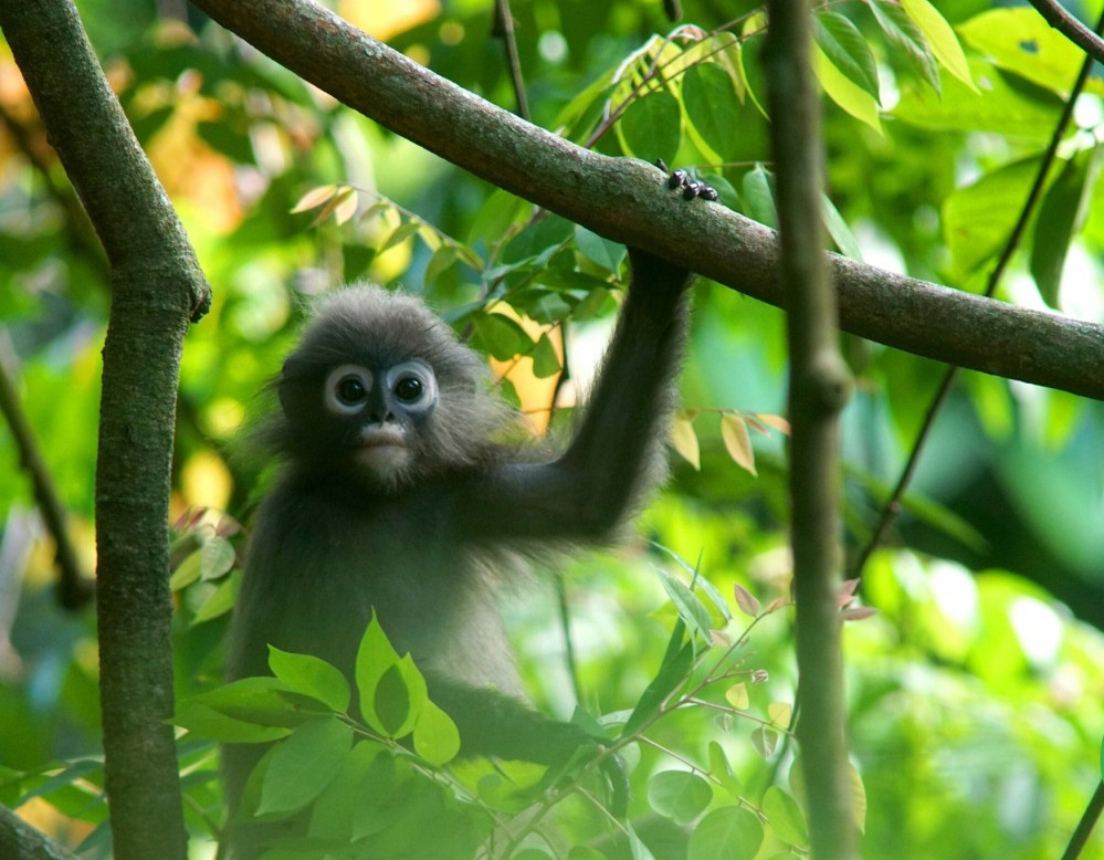 Langur Project Penang (LPP)