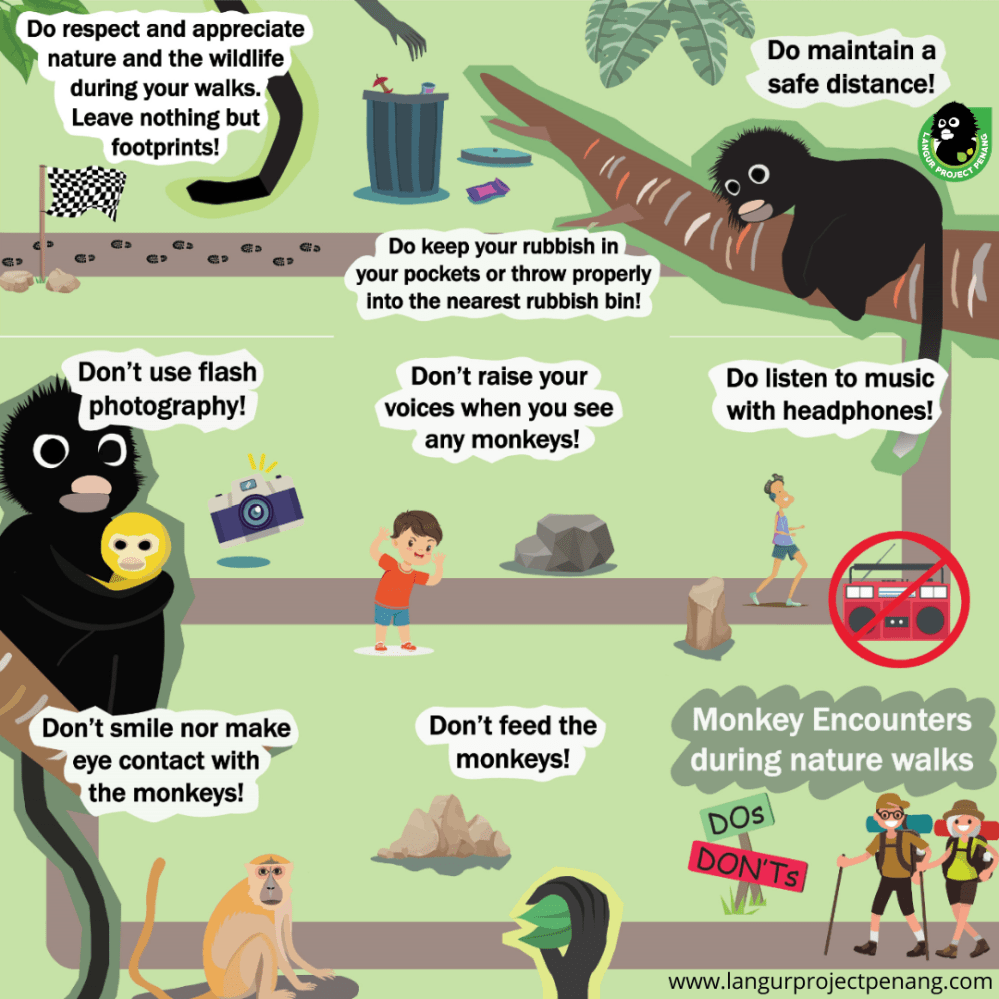 What to do when you encounter monkeys during nature walks? – Langur ...