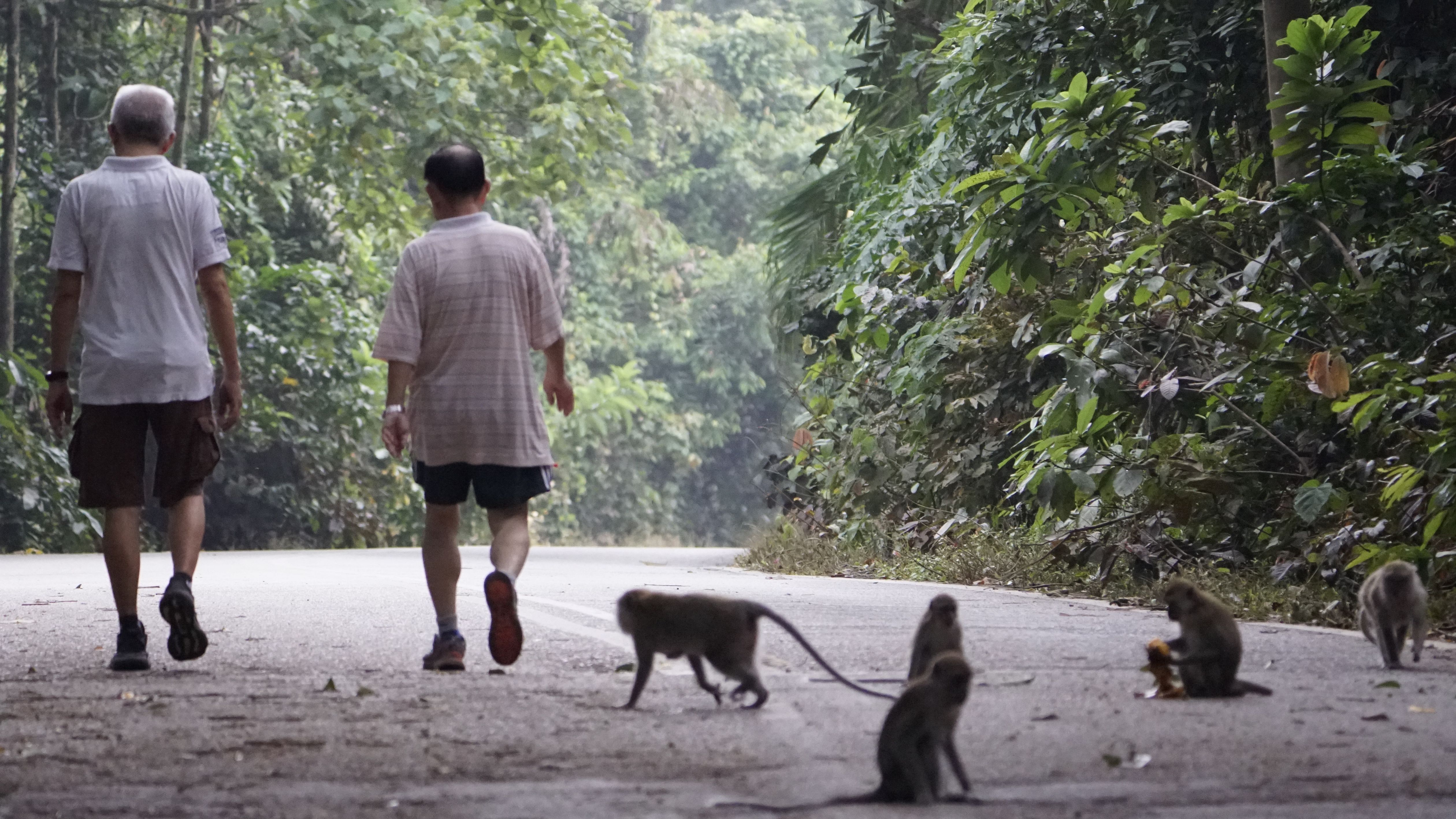 Coexistence For All – For People & Macaques – Langur Project Penang (LPP)