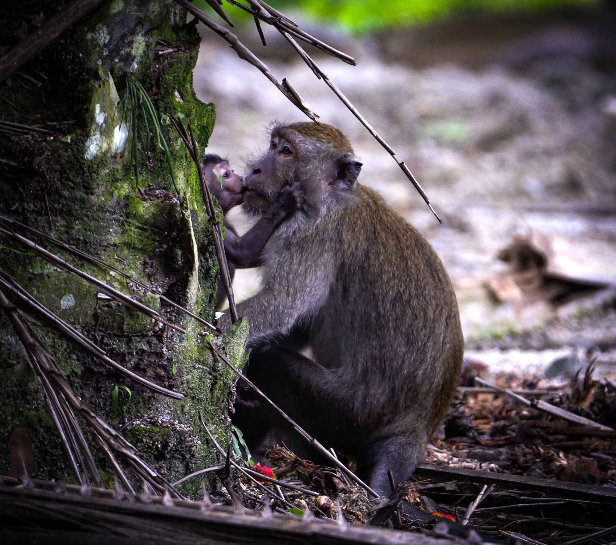 Coexistence For All – For People & Macaques – Langur Project Penang (LPP)