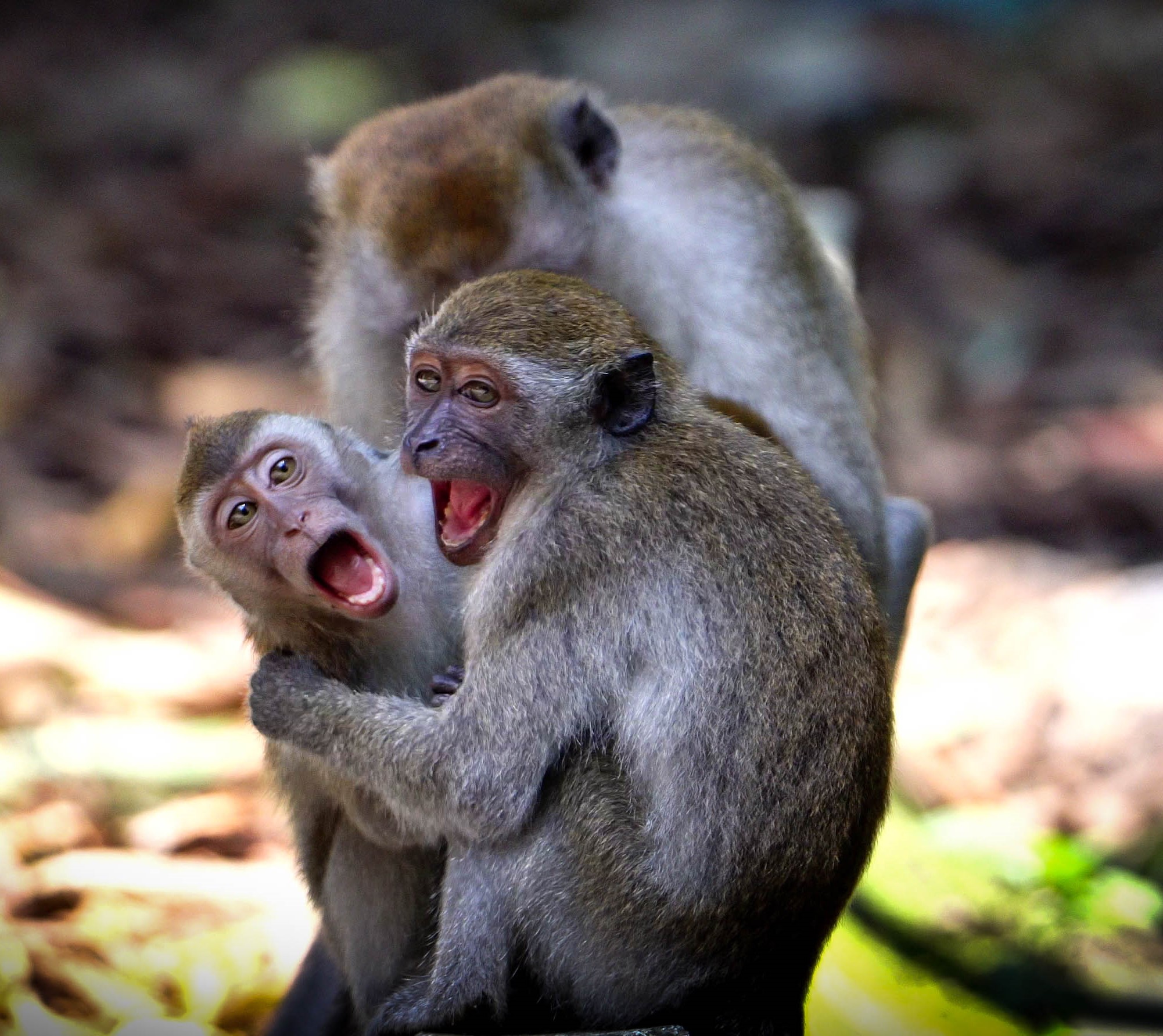 Coexistence For All – For People & Macaques – Langur Project Penang (LPP)