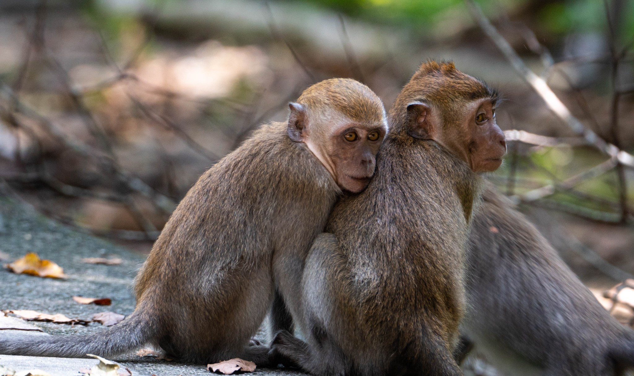 Coexistence For All – For People & Macaques – Langur Project Penang (LPP)