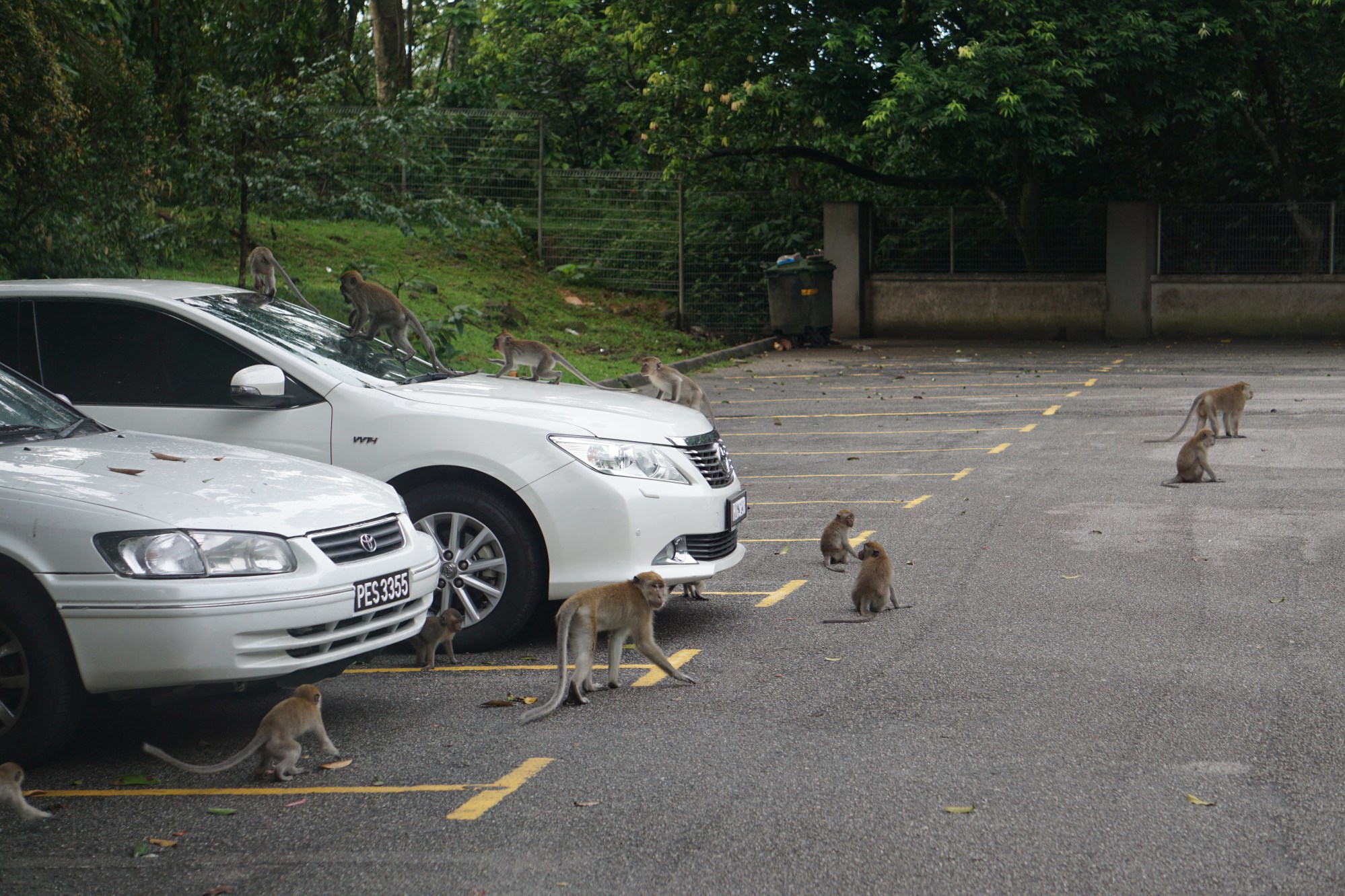 Coexistence For All – For People & Macaques – Langur Project Penang (LPP)