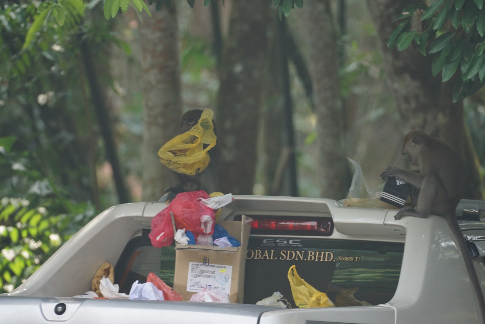 Coexistence For All – For People & Macaques – Langur Project Penang (LPP)