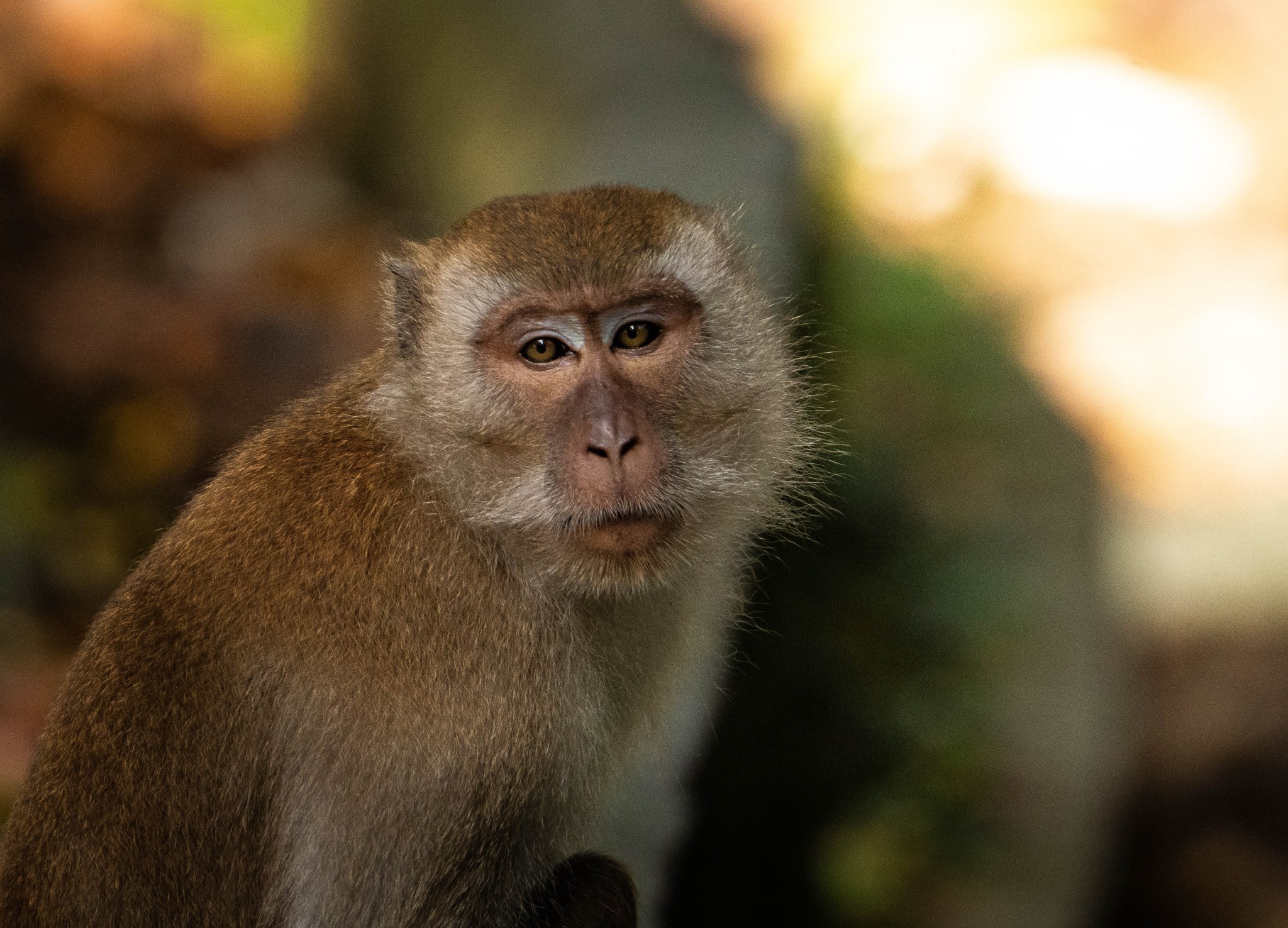 Coexistence For All – For People & Macaques – Langur Project Penang (LPP)