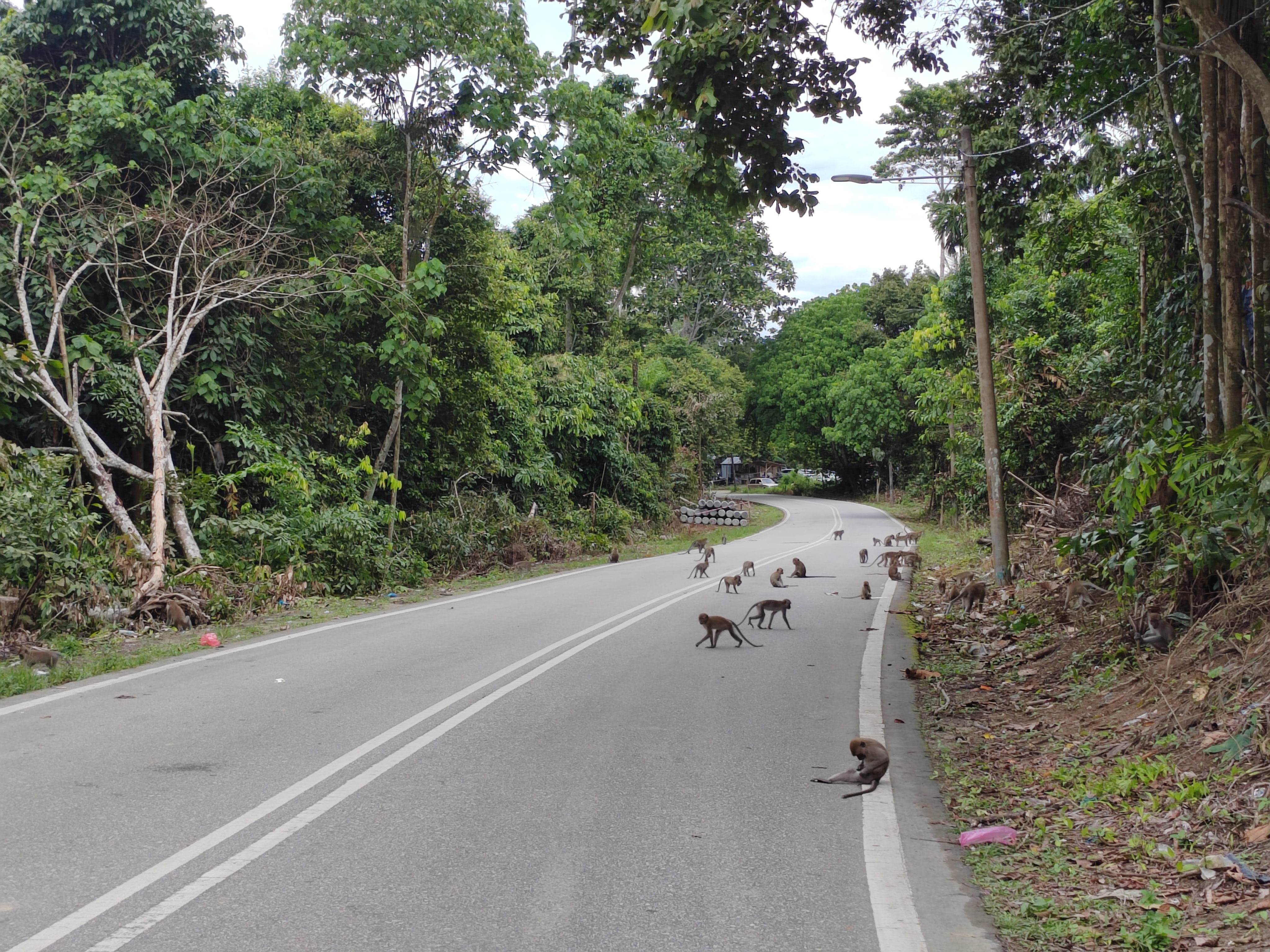 Coexistence For All – For People & Macaques – Langur Project Penang (LPP)