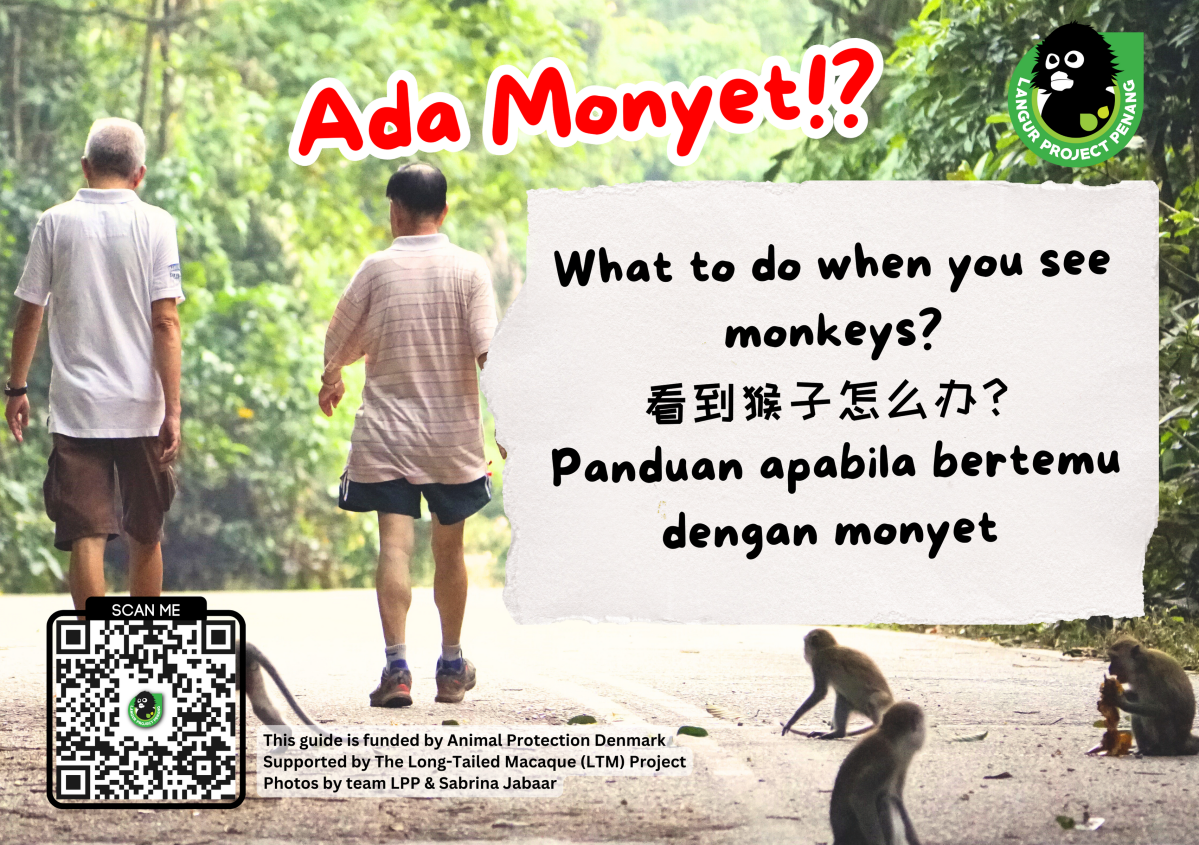 “Ada Monyet!?” Monkey Encounter Guide! – Langur Project Penang (LPP)