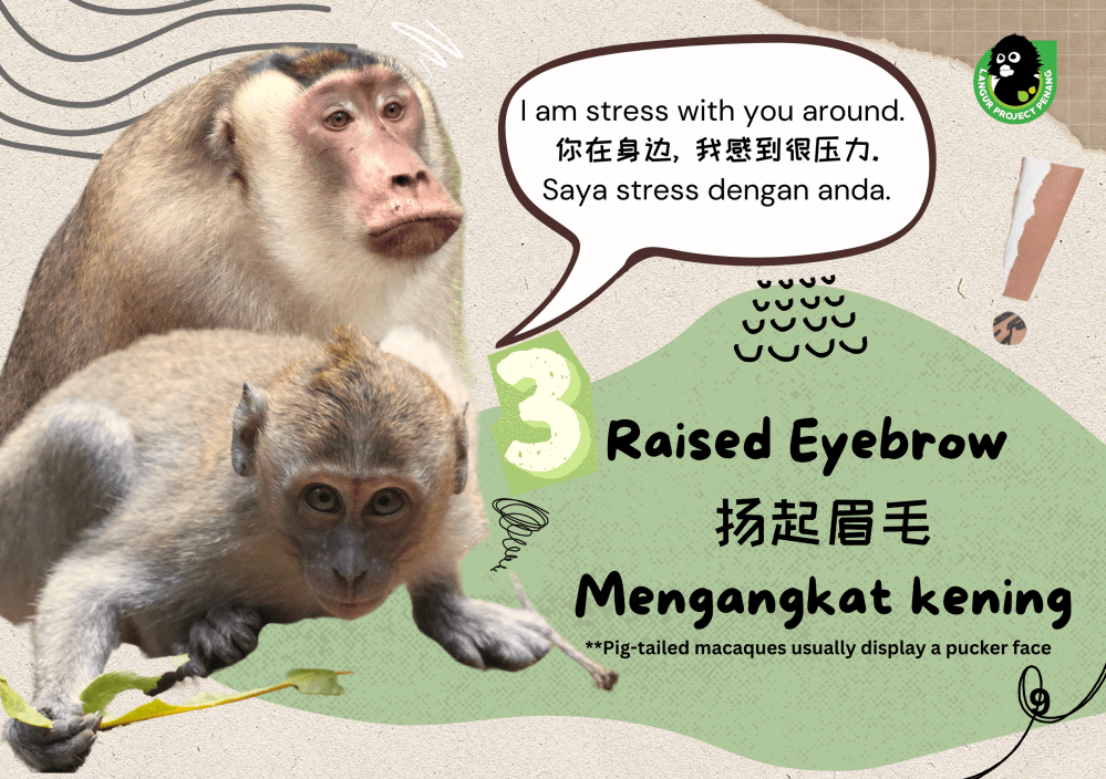 “Ada Monyet!?” Monkey Encounter Guide! – Langur Project Penang (LPP)