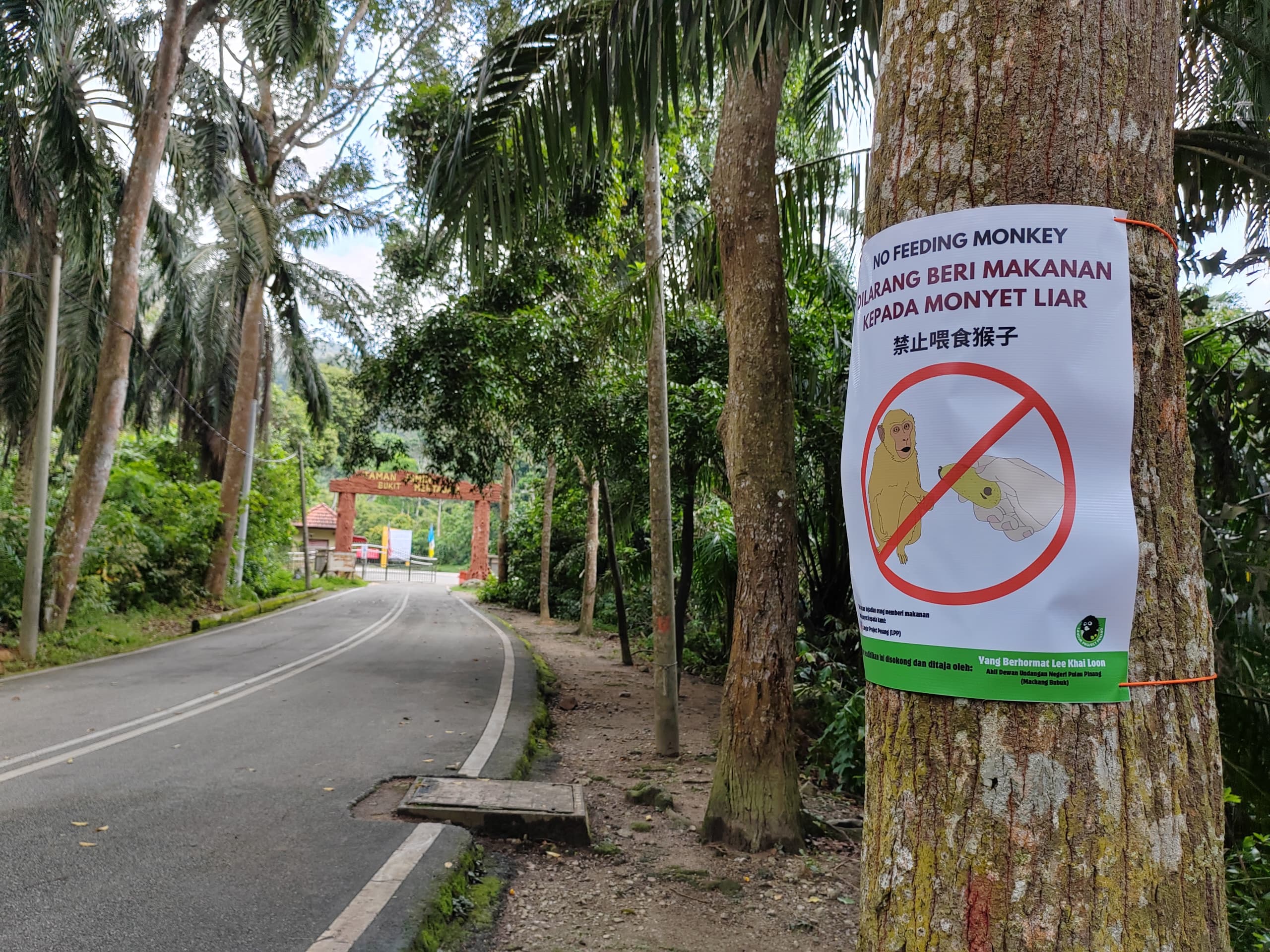 “Ada Monyet!?” Monkey Encounter Guide! – Langur Project Penang (LPP)